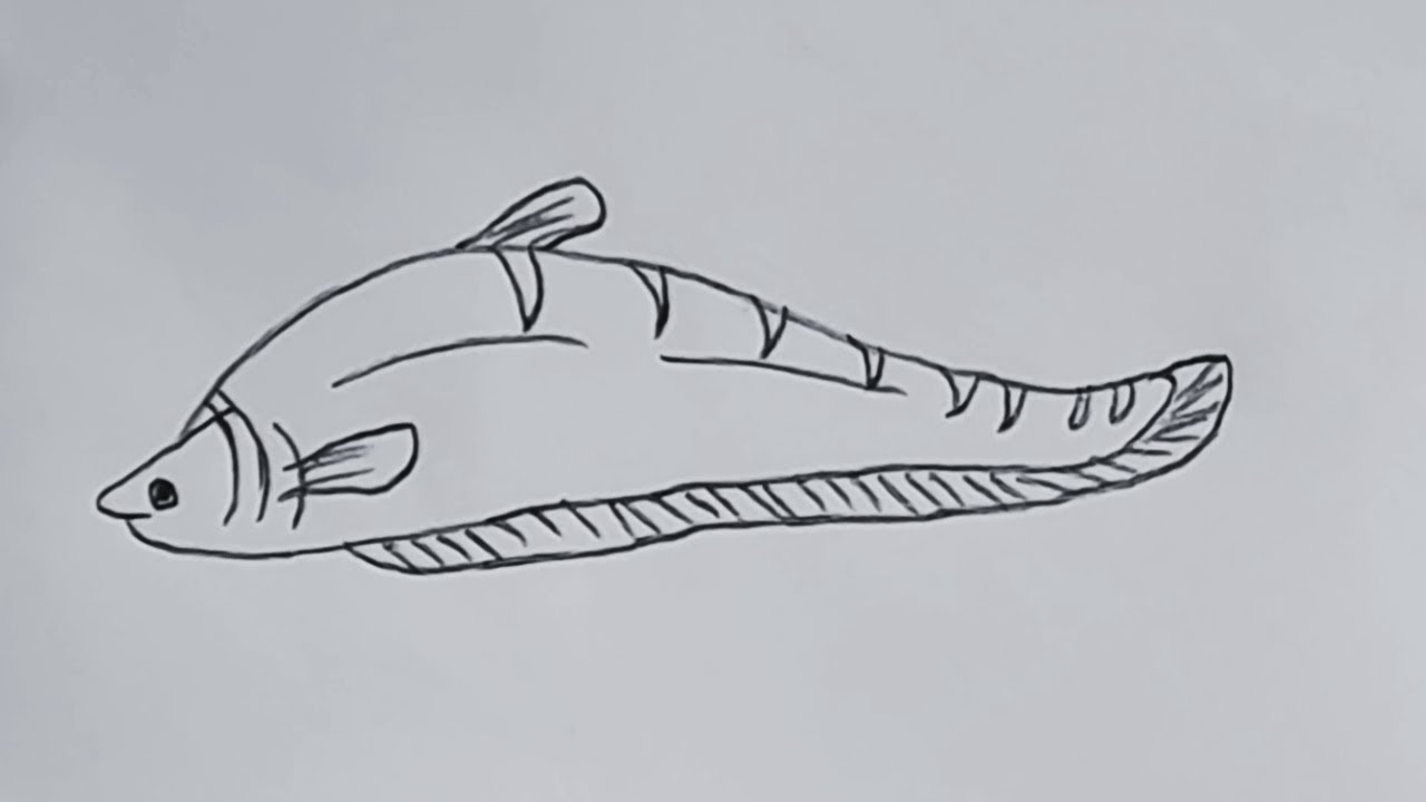 How to draw a Knifefish || step by step Drawing - YouTube