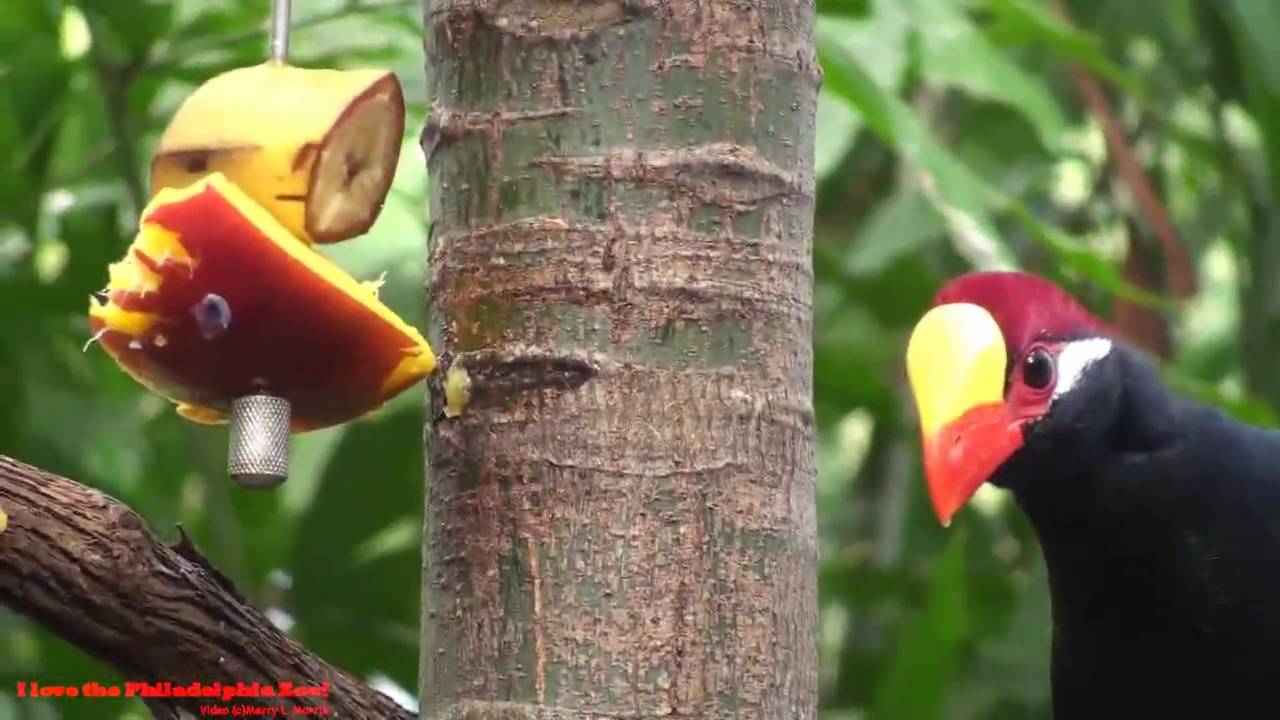 Philadelphia Zoo Turaco Female Eating - YouTube