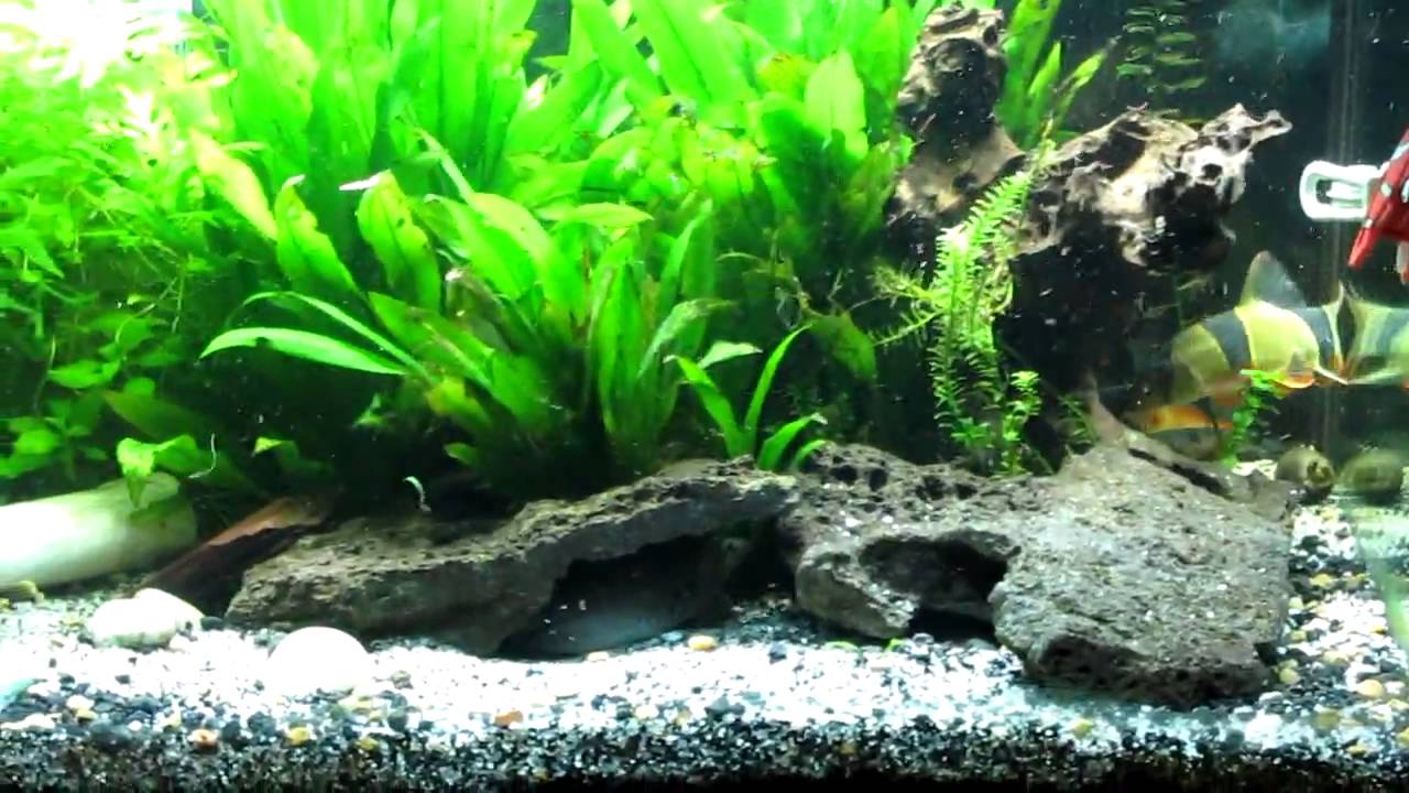 Clown Loach Fish Eating and Playing - YouTube
