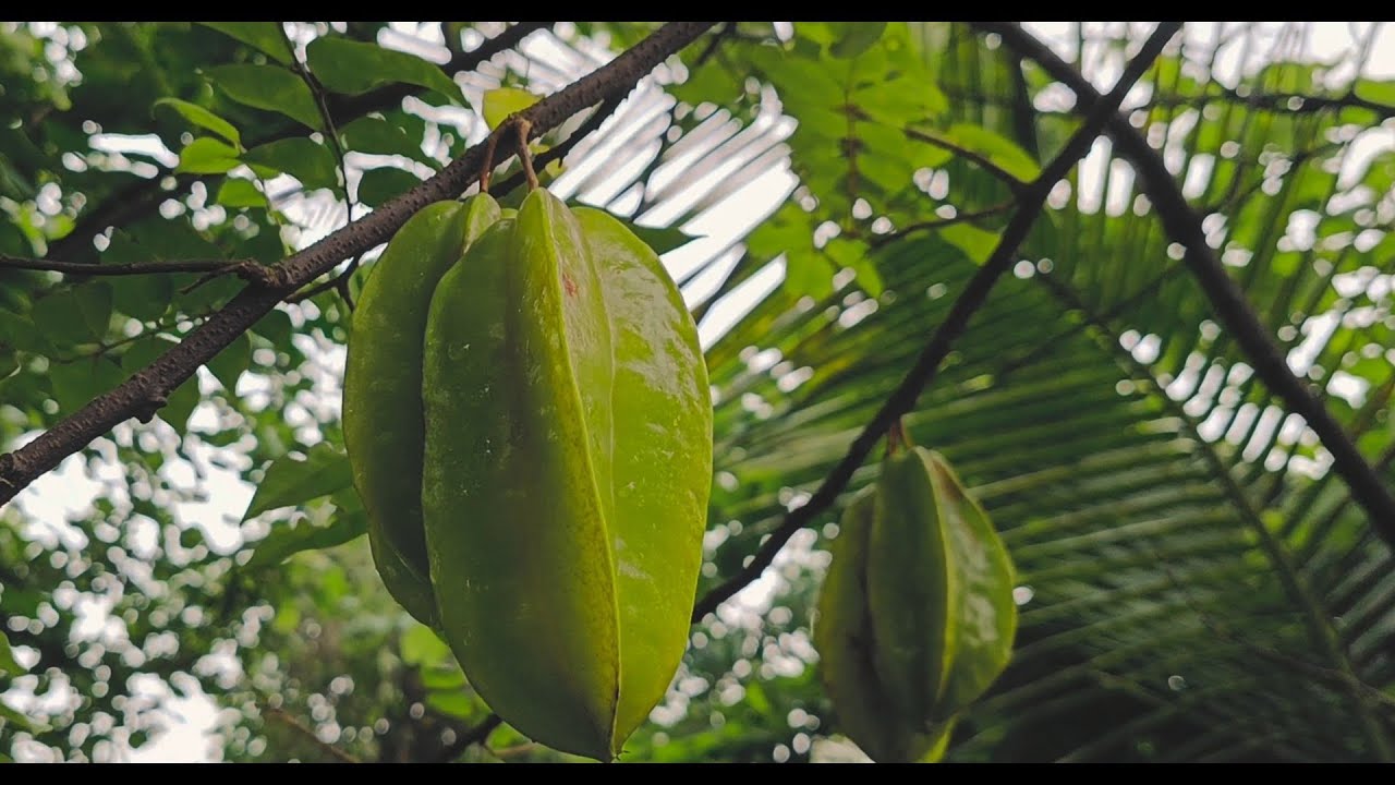 I Feel Blessed With Nature🌿 - YouTube