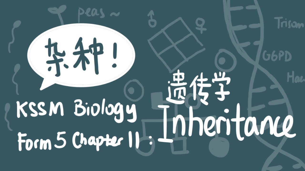 SPM Form 5 Bio C15 Inheritance 谁能遗传给我读好遗传学的基因吖 - YouTube
