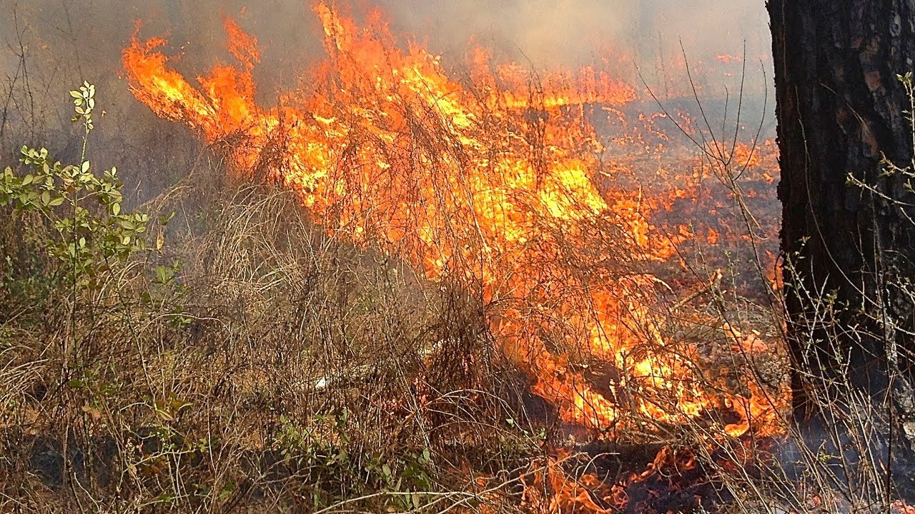 Project : Forest Fire Prediction Django App -Deploy On Heroku - YouTube