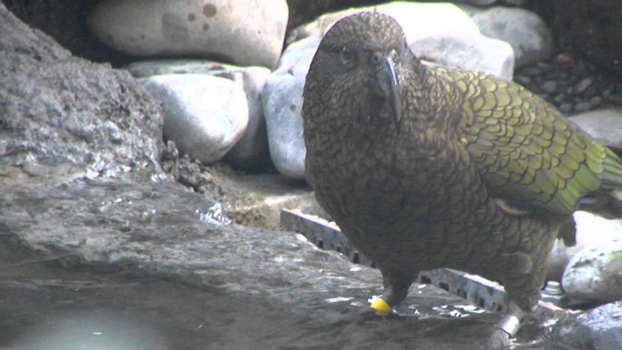 Kea Washing Its Beak - YouTube
