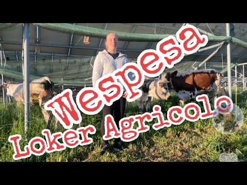 Az.Terranuova Wespesa il primo Loker Agricolo in provincia di Cuneo.🐂Michela 3 vacche e 1 vitello🐄