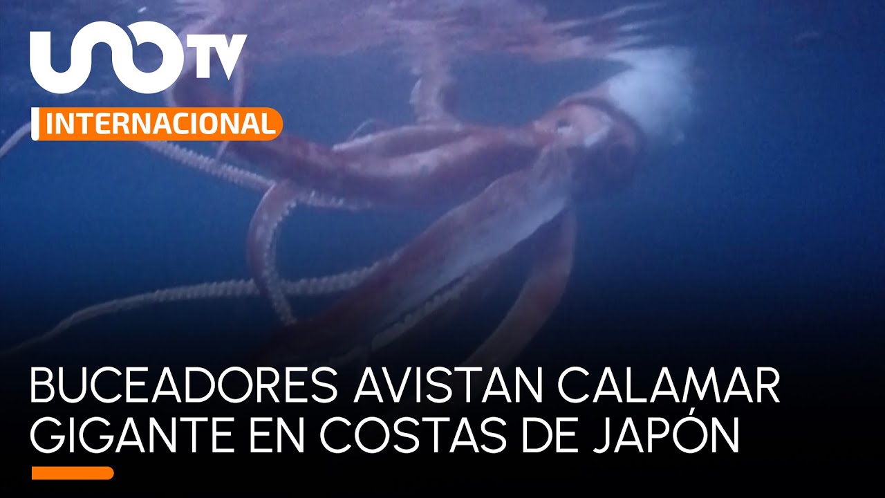 Calamar Gigante En Japon