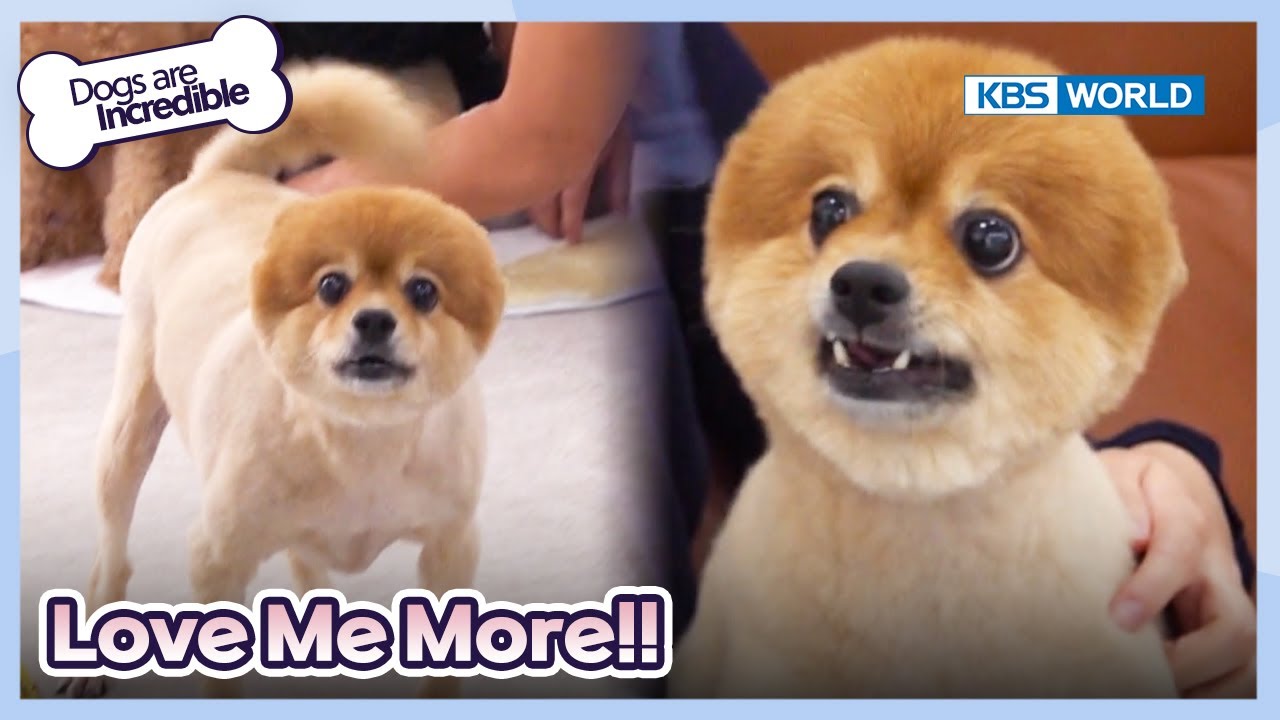 Jealous Puppy Kkyu 😬😩 [Dogs are incredible : EP.190-1] | KBS WORLD TV ...