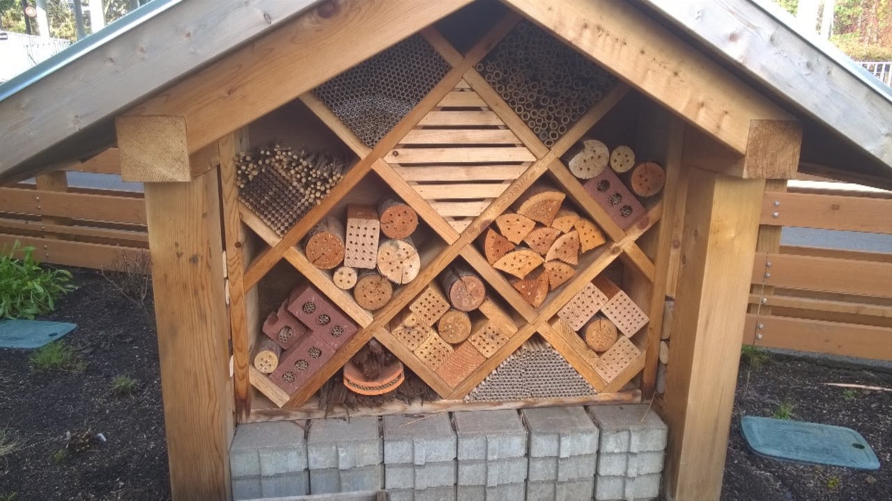 Cleaning and storing mason bee cocoons for the winter - YouTube