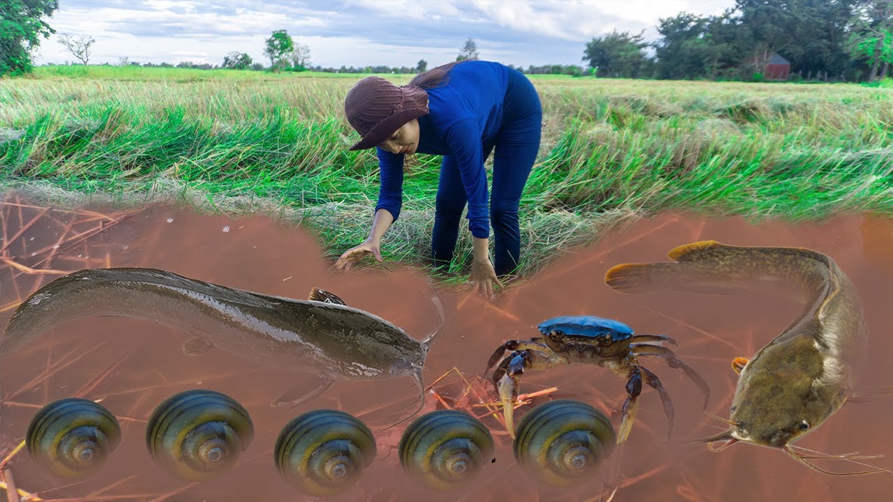 Catch Snails Frogs And Fish to Cook Delicious Food For Family | San ...