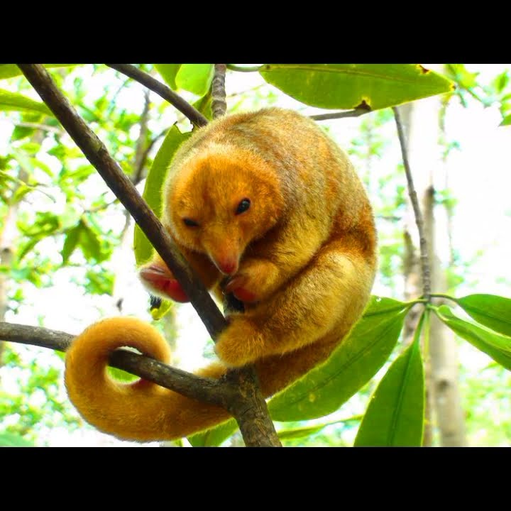 Palaeomyrmidon / Un Pigmeo Terrestre / PaleoPedias 🇦🇷 - YouTube