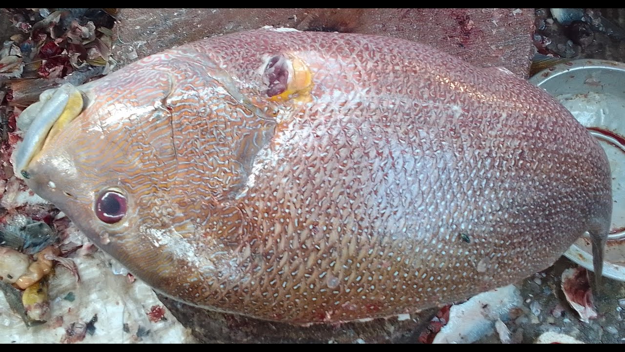 Amazing Giant Sea Big Koral Fish Cutting Skills | In Bangladesh Fish ...