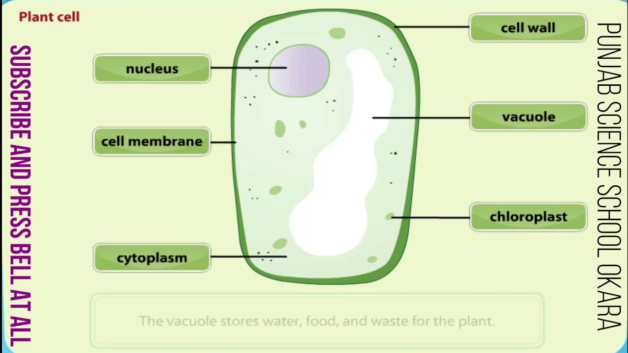 SCIENCE 5 UNIT 2 PLANTS KINGDOM - YouTube