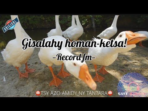 Gisalahy homan-ketsa! Tantara Record fm ⛔️TSY AZO AMIDY NY TANTARA ⛔️ #gasyrakoto