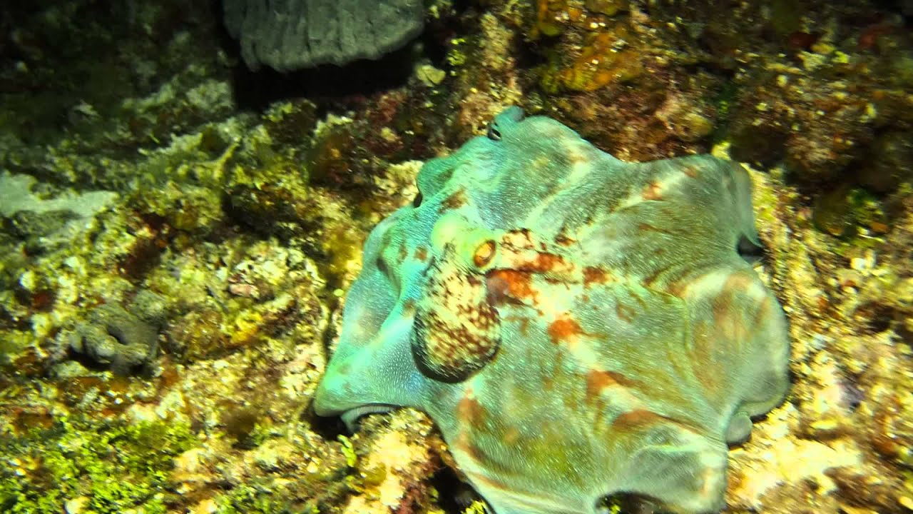 Caribbean Reef Octopus - YouTube
