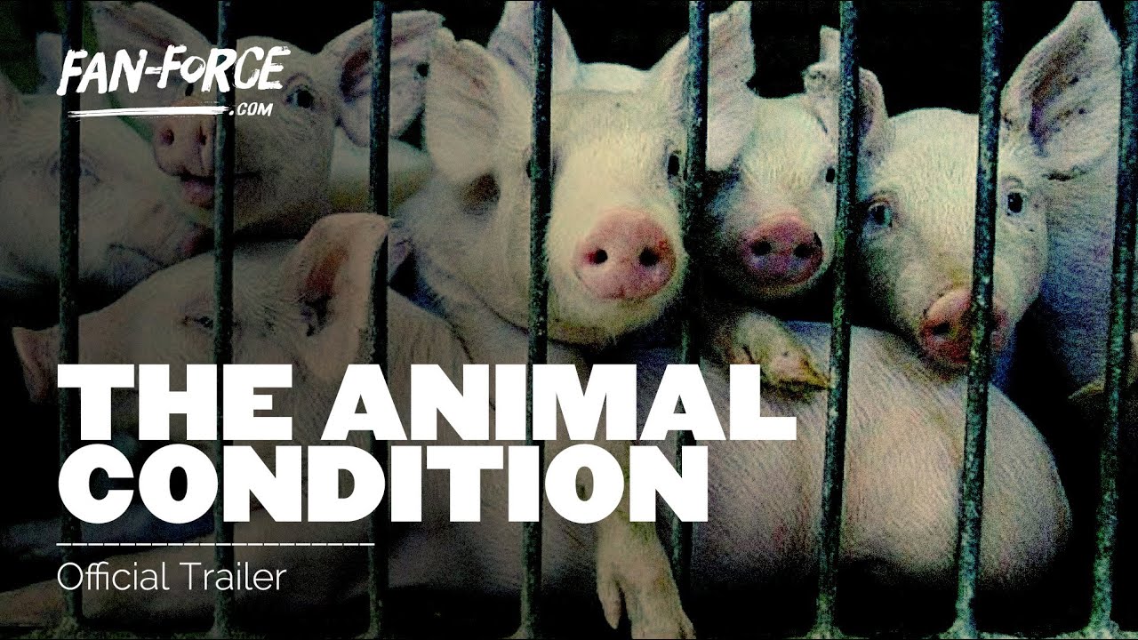 THE ANIMAL CONDITION | Official Trailer HD - YouTube