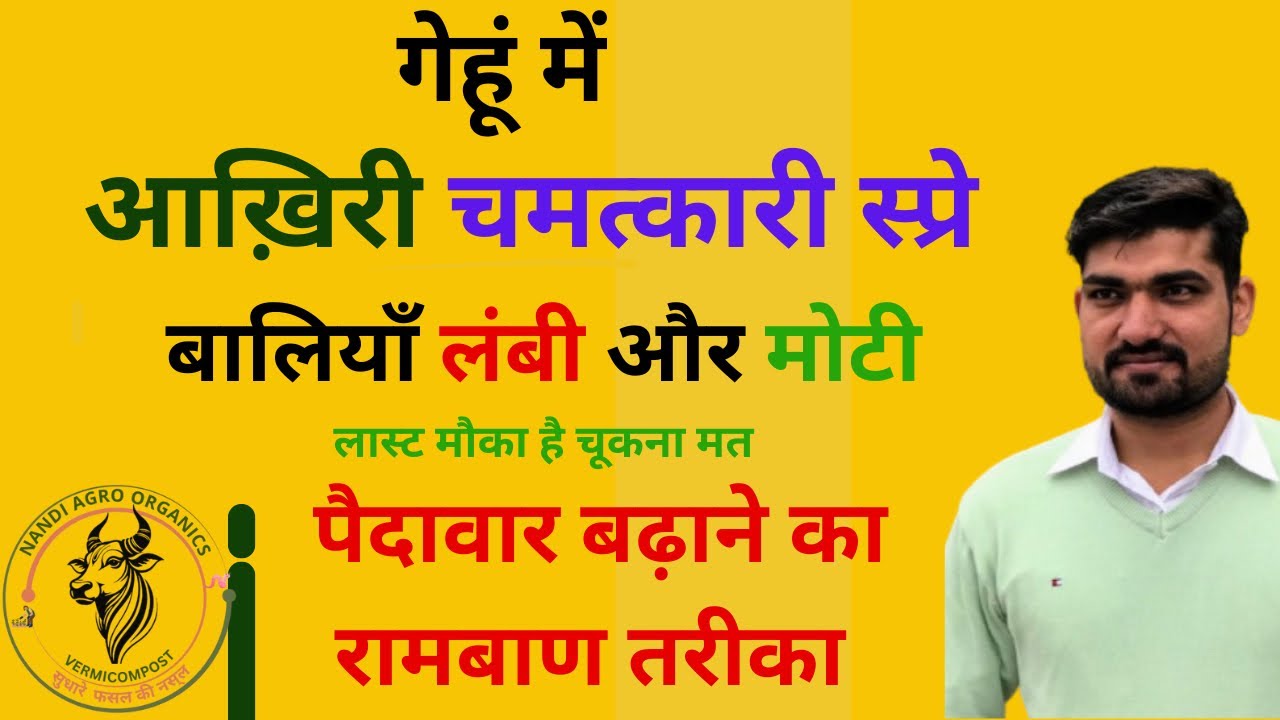 गेहूं में एक चमत्कारी स्प्रे 🌾बालियां लंबी मोटी होगी | gehu ki bali ...