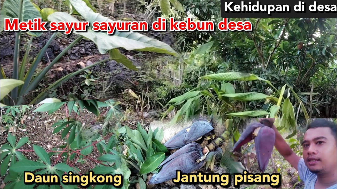 Petik sayuran di kebun desa untuk dimasak ! Daun singkong, pepaya ...