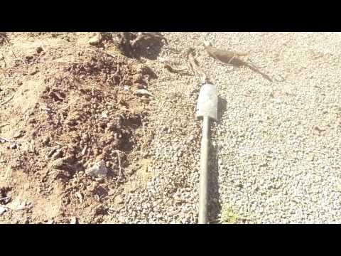 How To Be Efficient With Large Sumac Tree Removal - YouTube