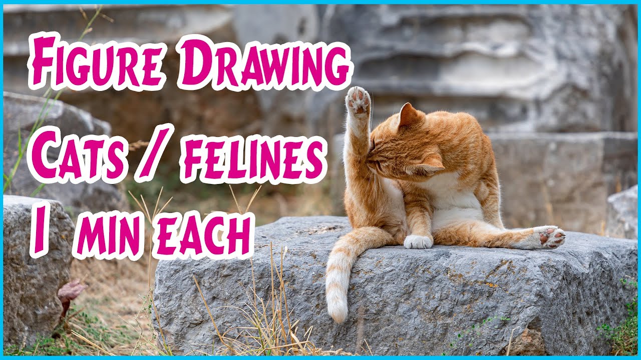 Figure Drawing / Cats and Felines / 1min poses - YouTube