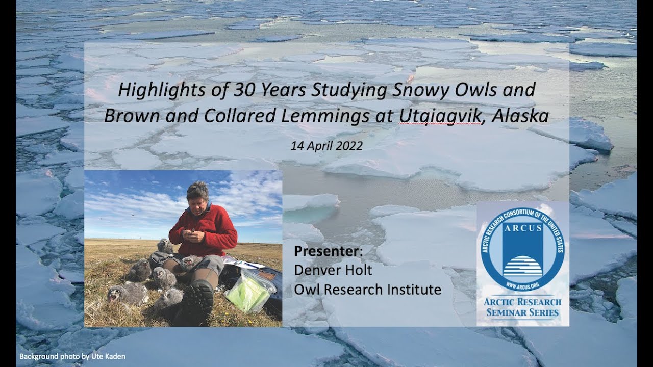 Denver Holt: 30 Years of Studying Snowy Owls and Brown and Collared ...