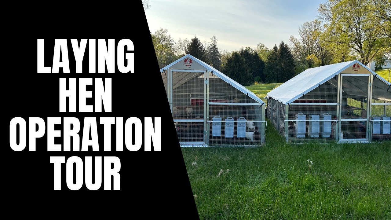 Laying Hen Operation Tour - YouTube