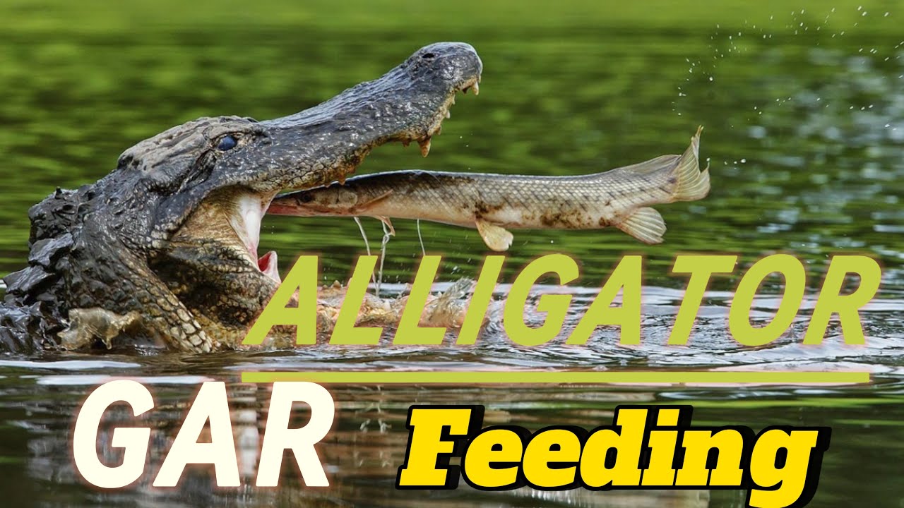 ALLIGATOR GAR EATS TILAPIA / many others Cool CATFISH/ PEACOCK BASS ...