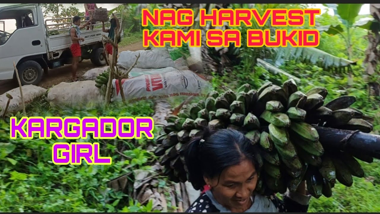 ANG SAGING NAMIN SA BUKID - YouTube