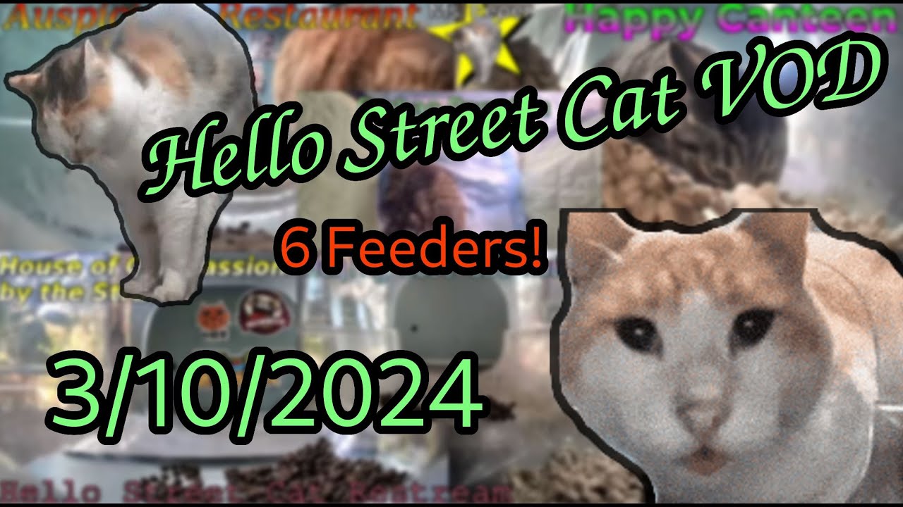 Hello Street Cat VOD - 3/10/2024 ~0:50-2 - YouTube