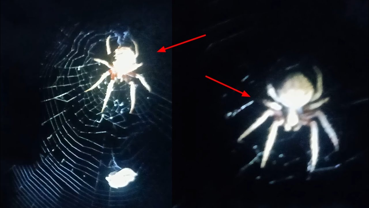 GAGAMBANG CAMEL AT TIGRE#gagambafight#spider#gagamba - YouTube