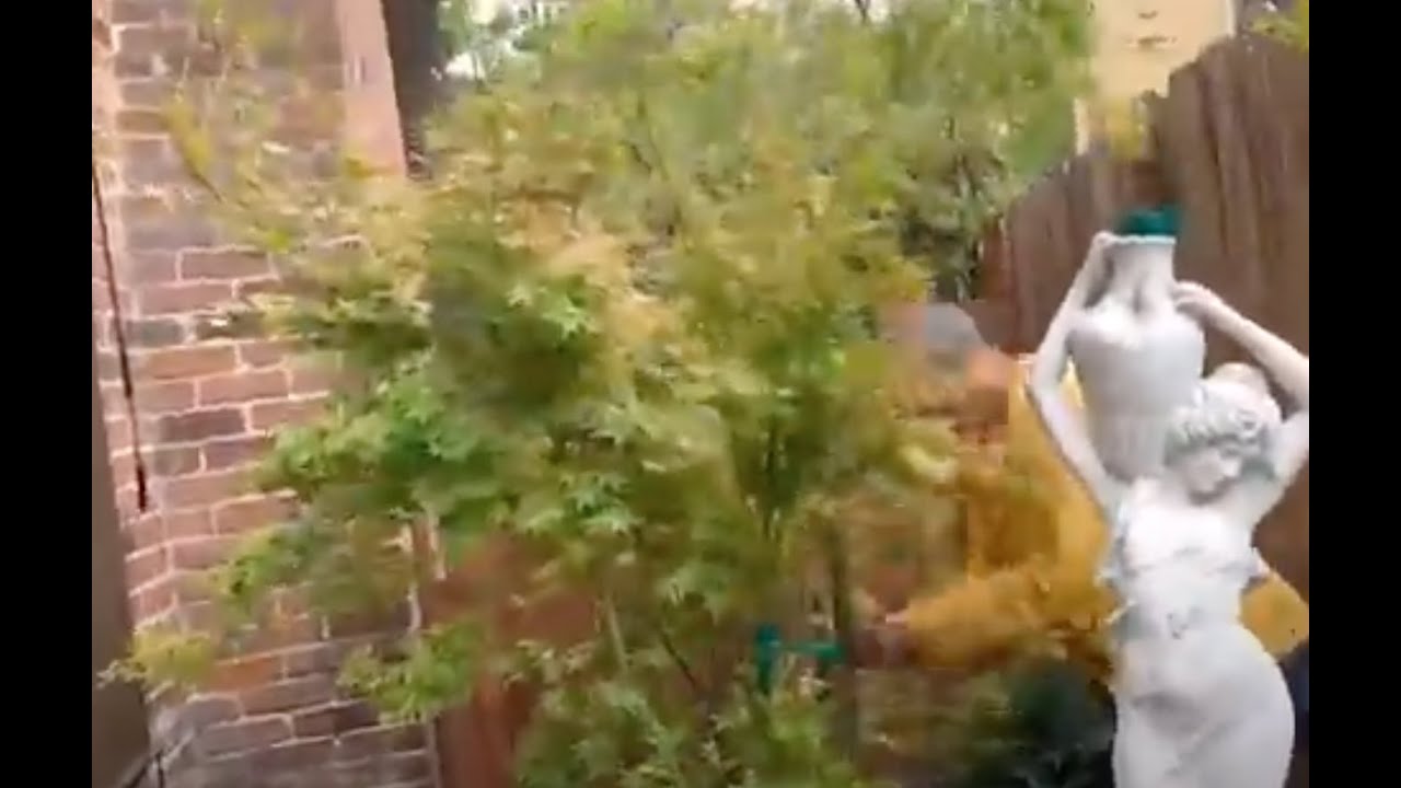 Japanese Maple Gets A Branch Structure Makeover with Stakes and Green ...