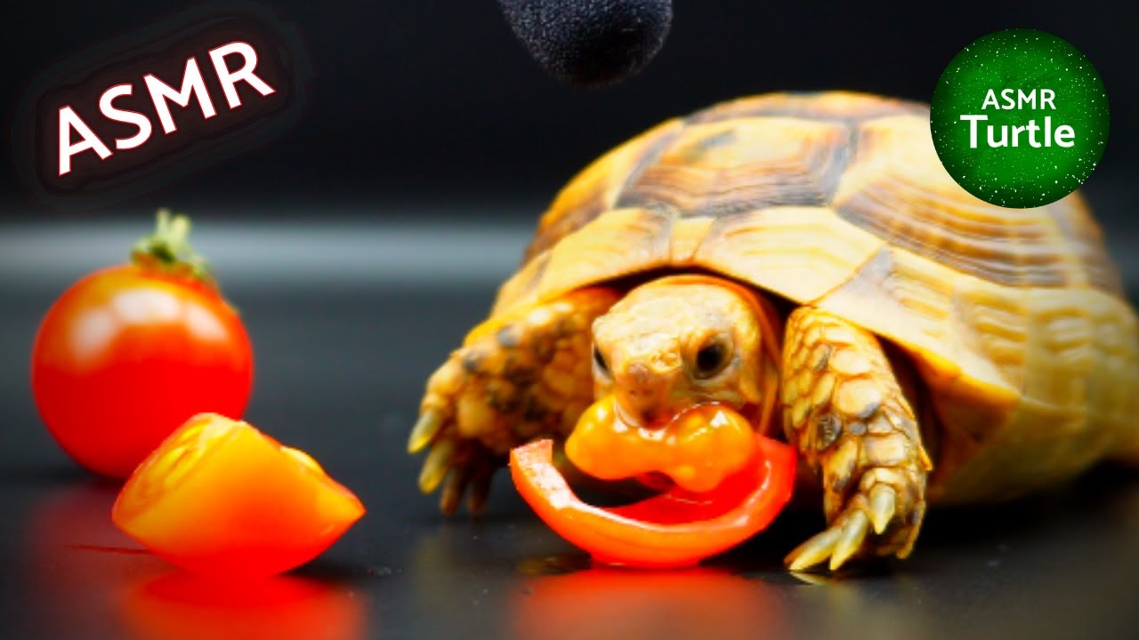 ASMR | Turtle Tortoise Eating Tomato 🐢🍅 - YouTube