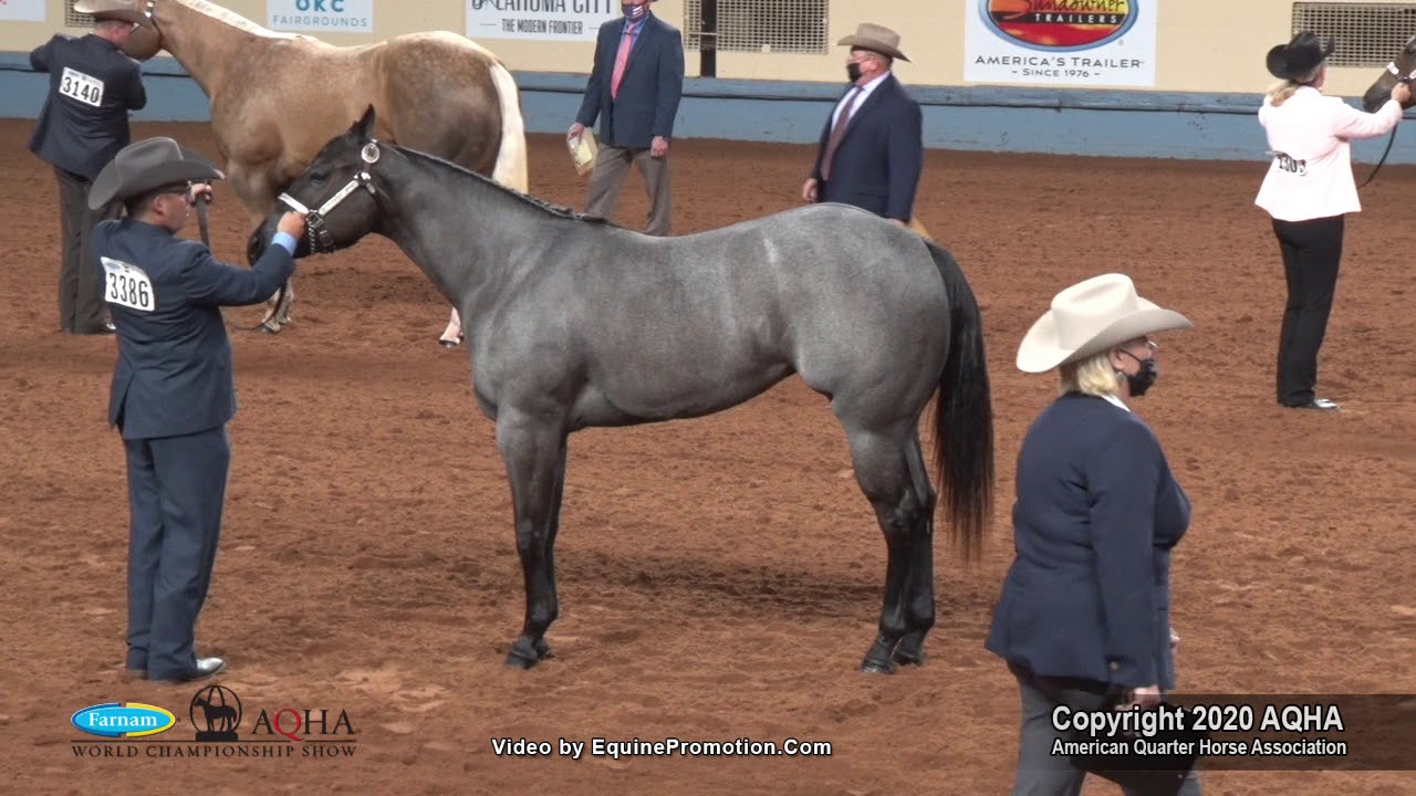 2020 AQHA Amateur Yearling Fillies - YouTube