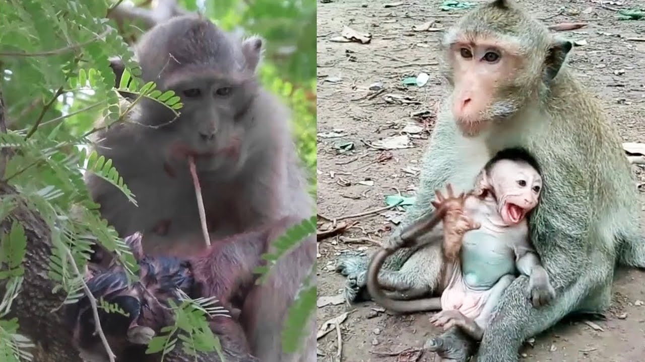 This Teeny Monkey Is Blocked Baby From Back To Monkey Mother | Monkey ...