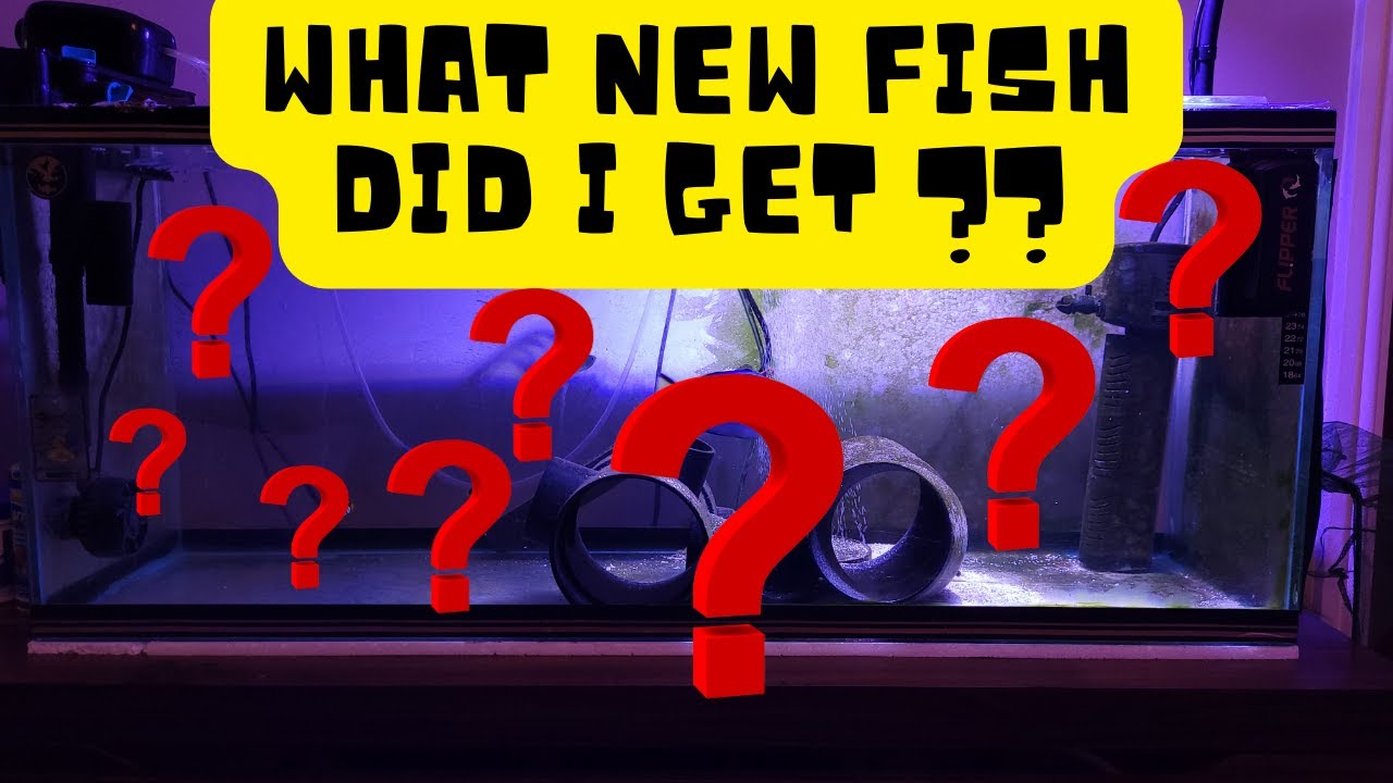 Introducing New Fish After Devastating Marine Velvet Outbreak - YouTube