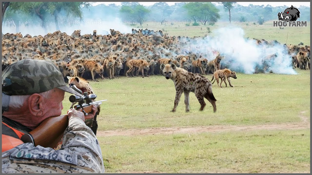 Tragic! Moment Farmers and Hunters Deal With Millions of Hyenas With ...