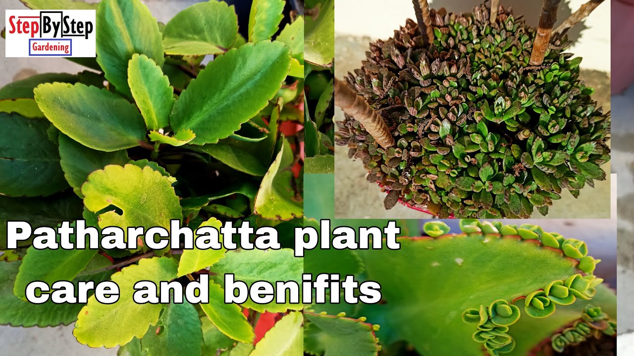 Patharchatta plaant care and health benifits//Bryophyllum plant care ...