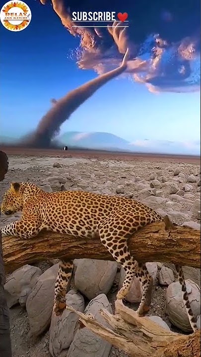 sounds of nature, amazing nature scenery, animals videos, nature ...