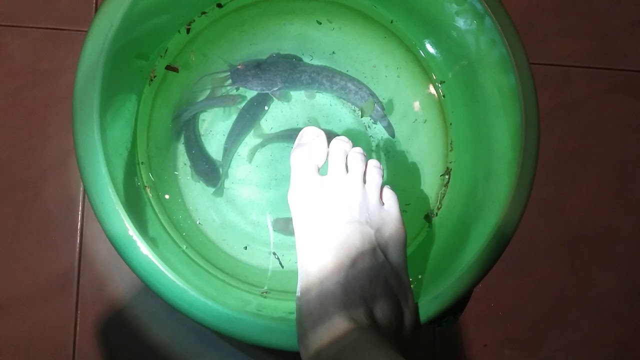 Catfish Noodling - YouTube