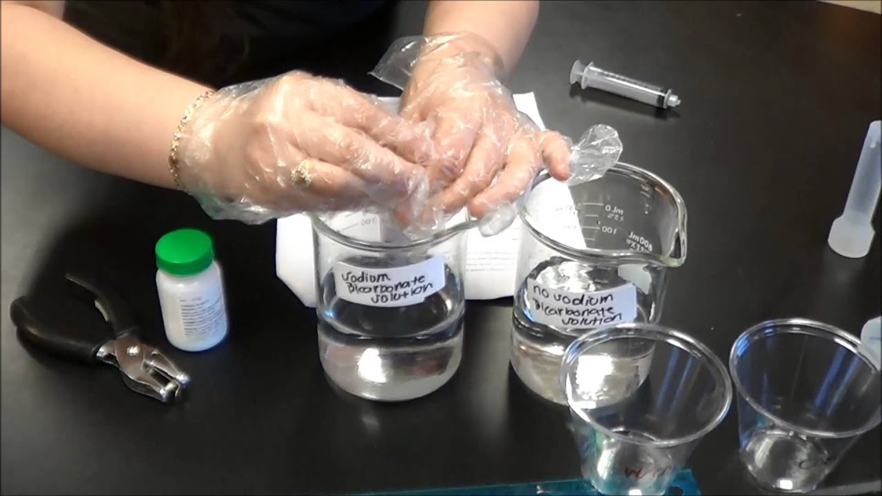 Photosynthesis in Leaf Disks Harmony Public School for STEM Educators ...