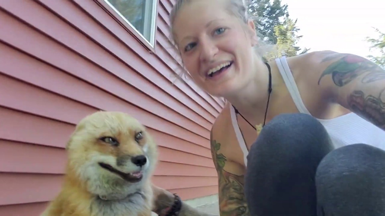 Finnegan and his three girlfriends. Waking up Finnegan Fox. fox. Save a ...