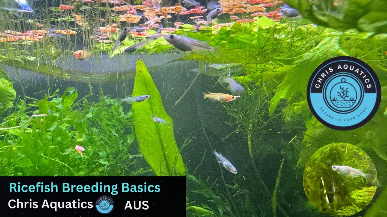 How To Breed Rice Fish Rice Fish Breeding for Beginners - YouTube