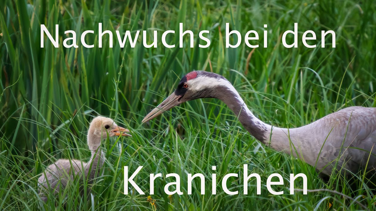 Nachwuchs bei den Kranichen 4K - YouTube