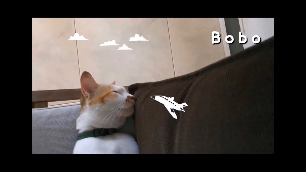 [Get me a first class seat! _ Bobo Cat] 일등석으로 달라니까요! ㅣ개냥이 보보ㅣ고양이비행ㅣ자는 ...