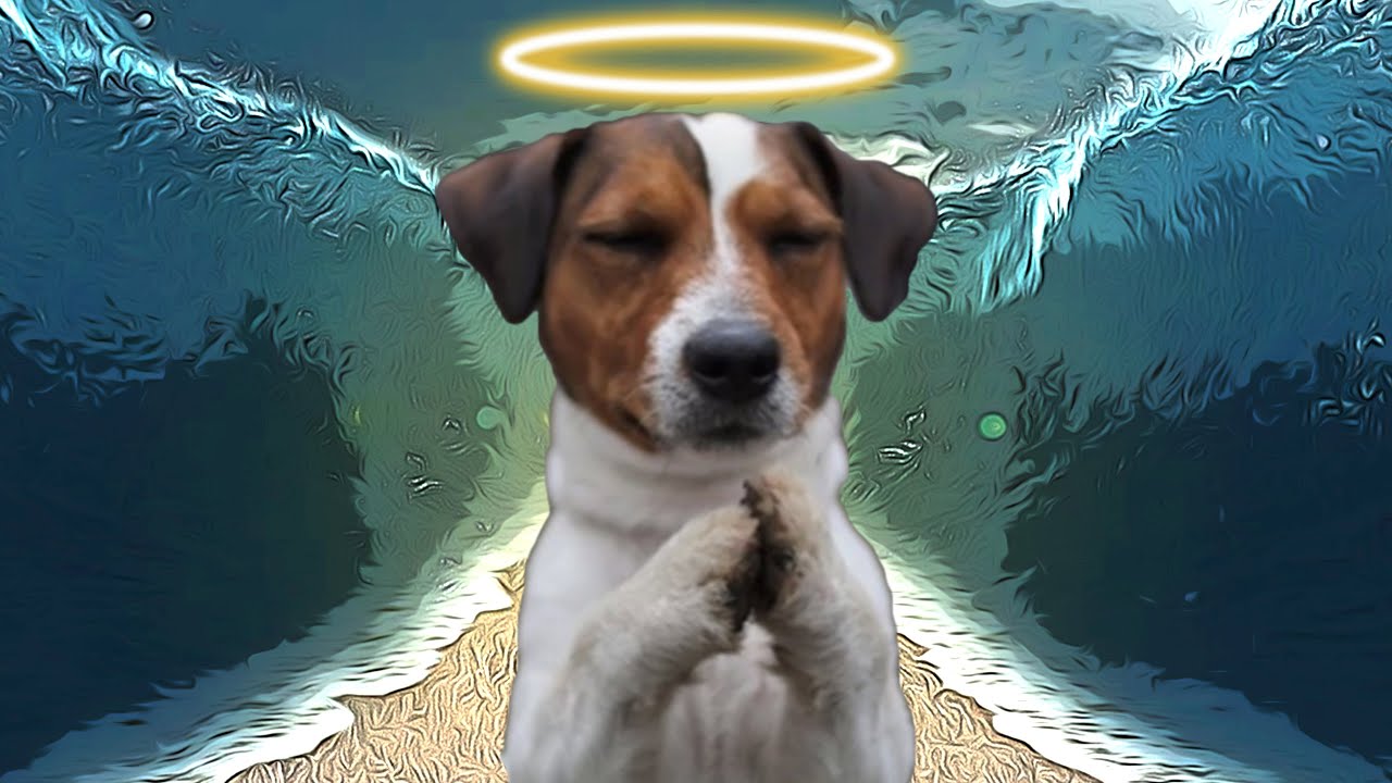 Dog Performs Miracle - YouTube