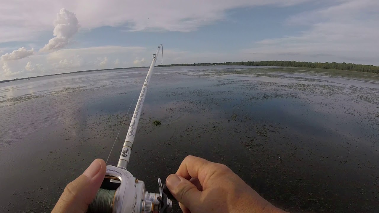 TOPWATER Little lake Harris FL - YouTube