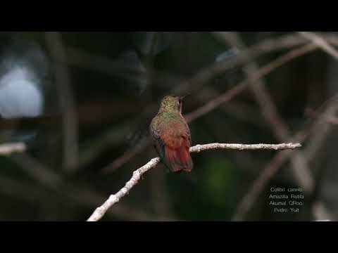 Colibrí canela Amazilia rutila - YouTube