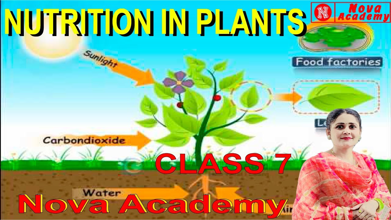 Class 7 Science Chapter 1 – Nutrition in Plants | Full Explanation with ...