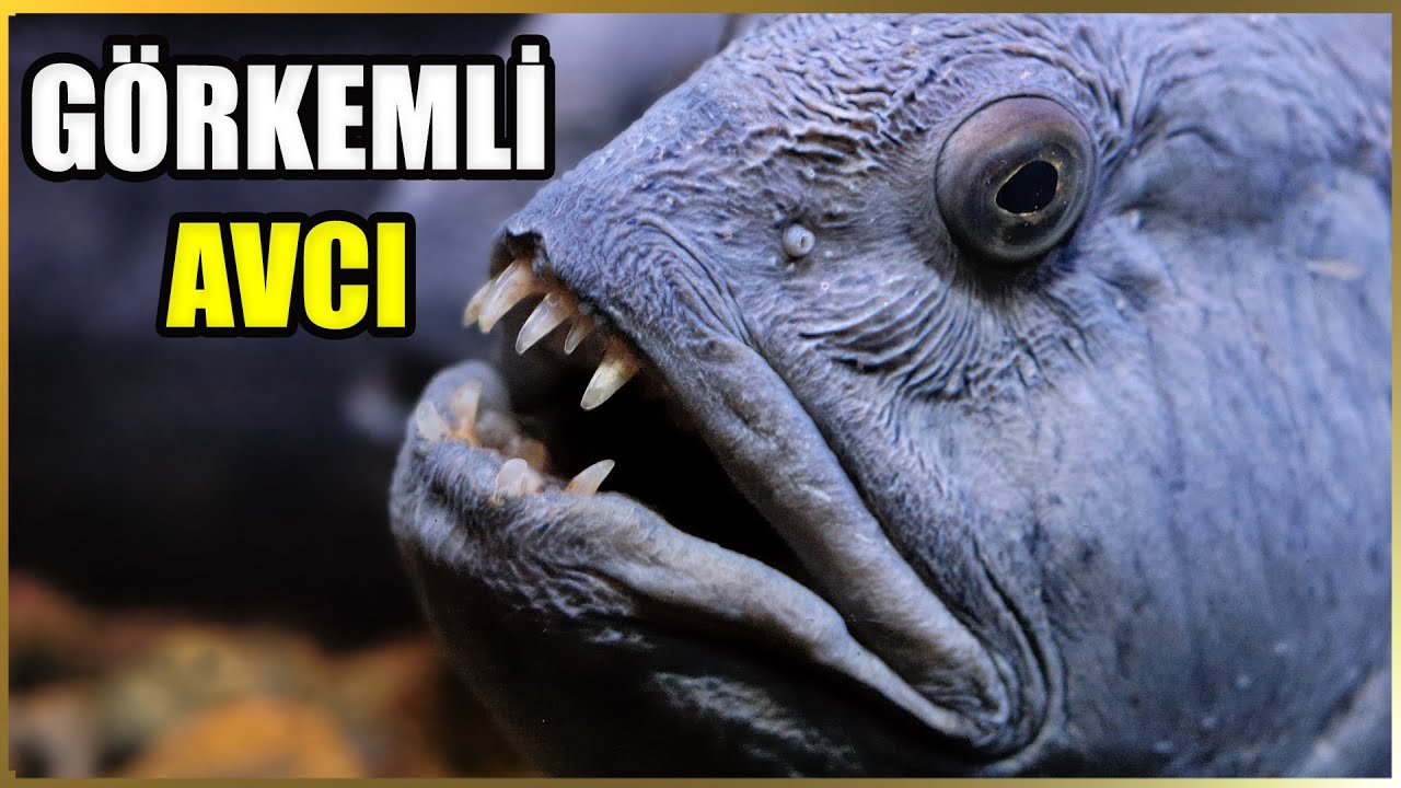 Derin Suların En Garip Avcısı: Kurt Yılan Balığı Belgeseli - YouTube