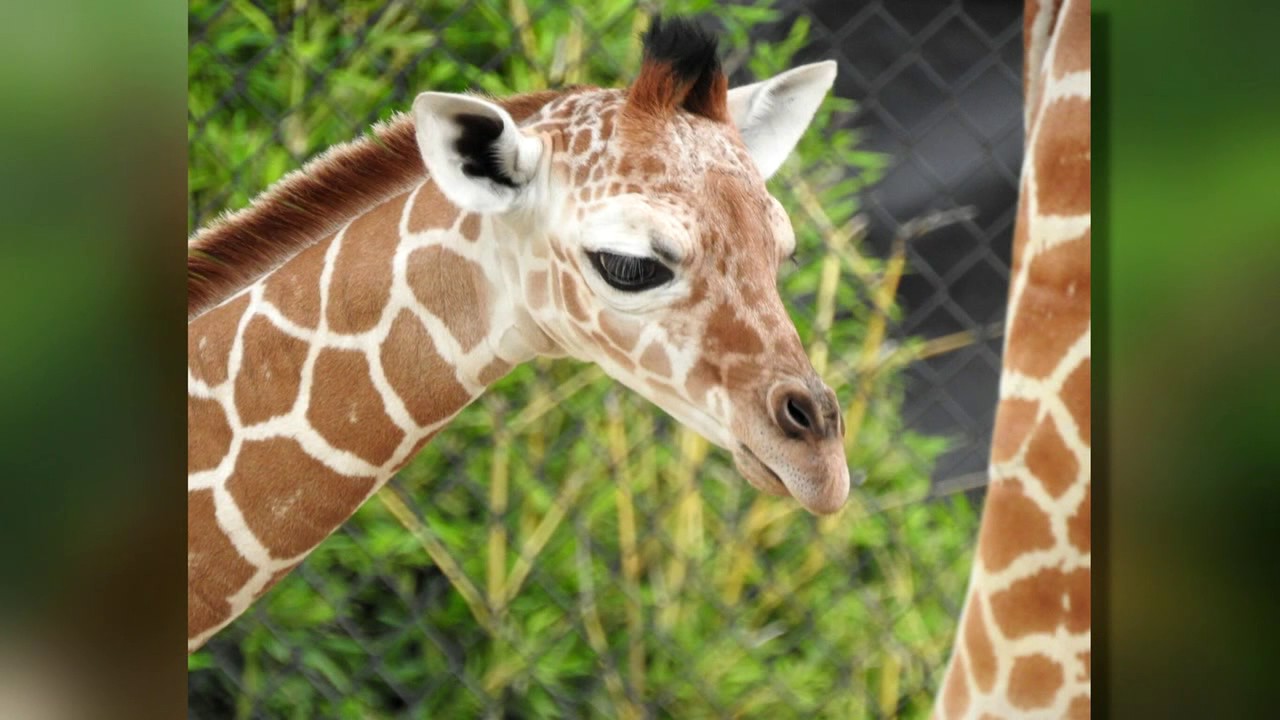 Fort Worth Zoo bucks animal birth trend - YouTube