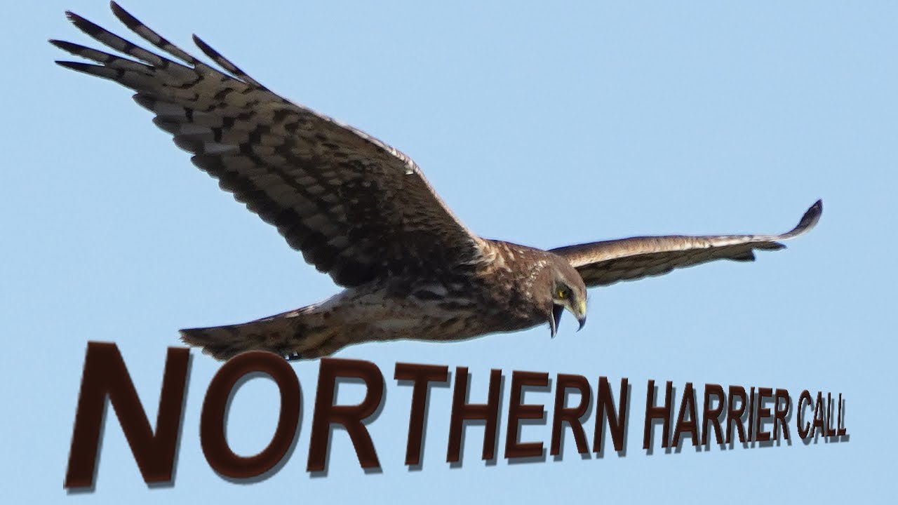 Northern Harrier Call and Flight ( Circus hudsonius ) Ring-Tailed Hawk ...