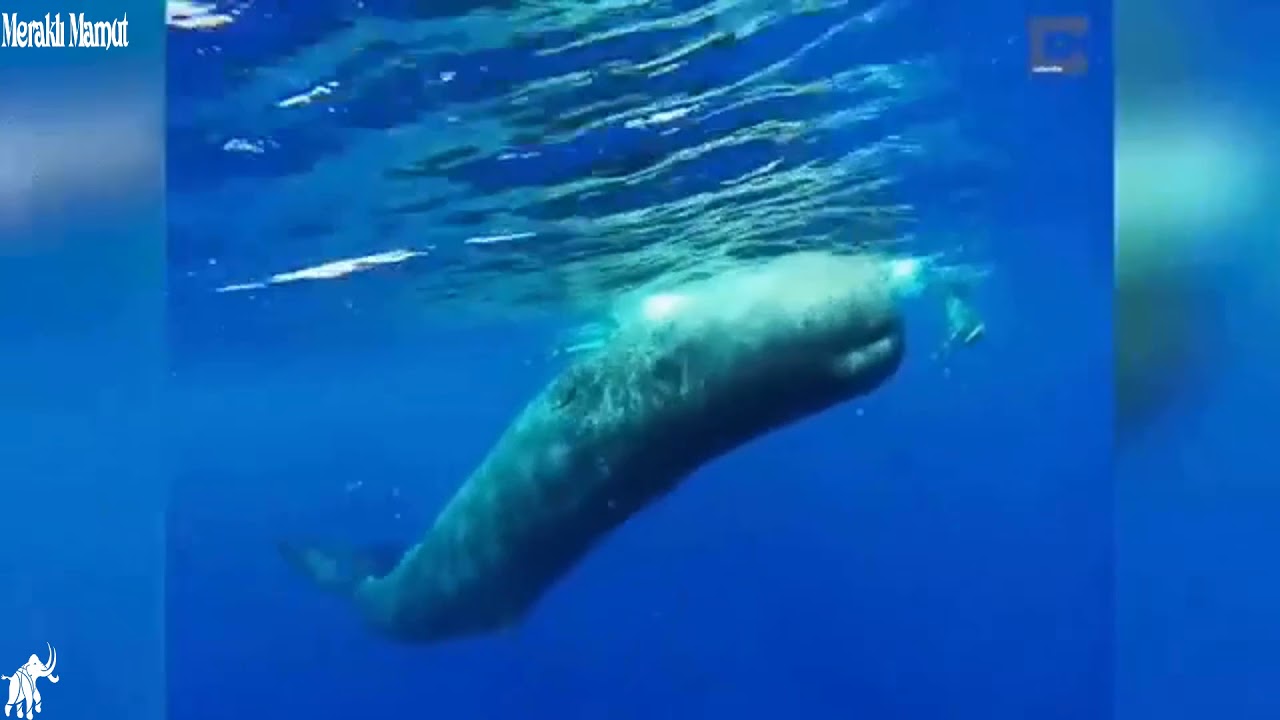 İspermeçet Balinası ile Dans Eden Balık Adam #82 - YouTube